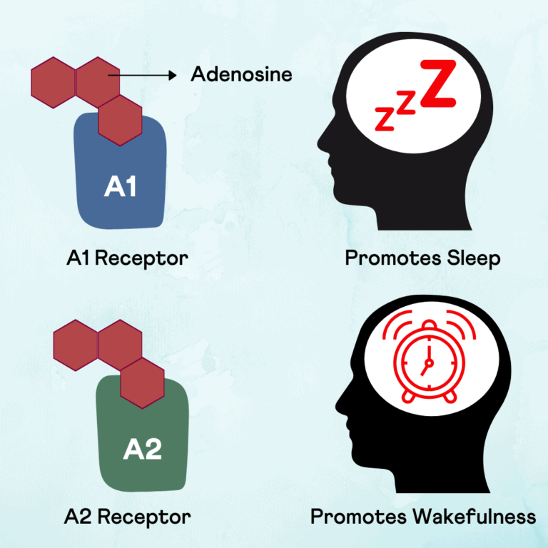 Caffeine And Sleep How Are They Genetically Linked 