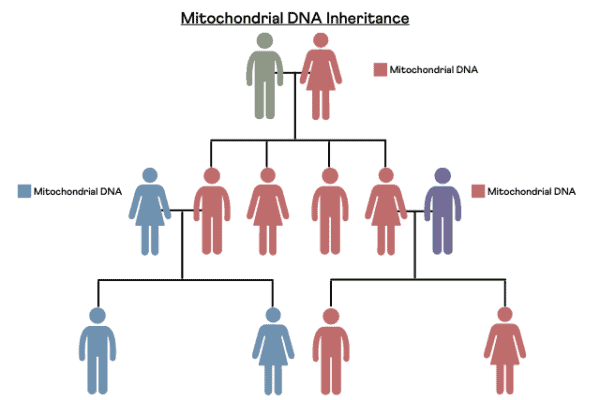 Mitochondrial DNA Testing: What Is It & Do You Need It? Mitochondrial DNA Testing: What Is It & Do You Need It?