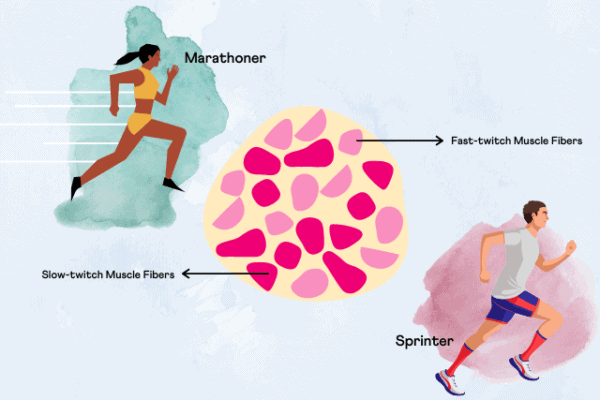 ACTN3: A Key Gene For Athletic Performance