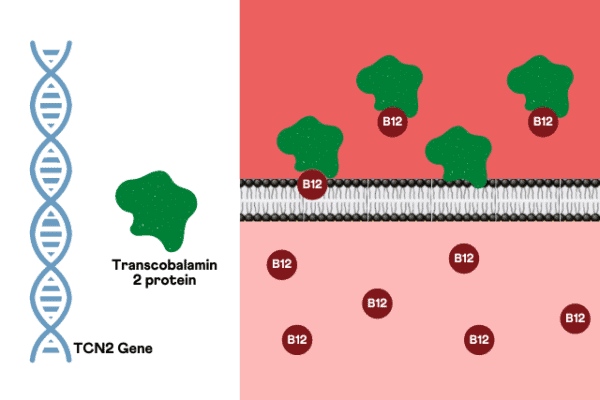 Vitamin B12 Deficiency And Stomach Ulcers: The Genetic Link
