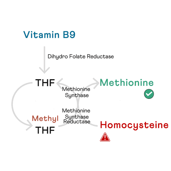 Folate Deficiency And How It Can Effect The MTHFR Cycle