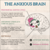 How Does Anxiety Affect Your Brain?