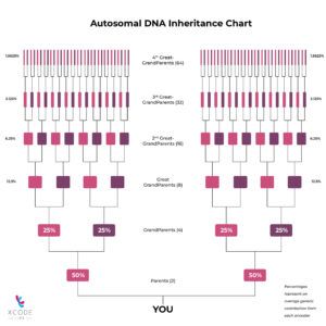Autosomal DNA Testing: What Is It And How It Works?