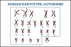 Autosomal DNA Testing: What Is It And How It Works?