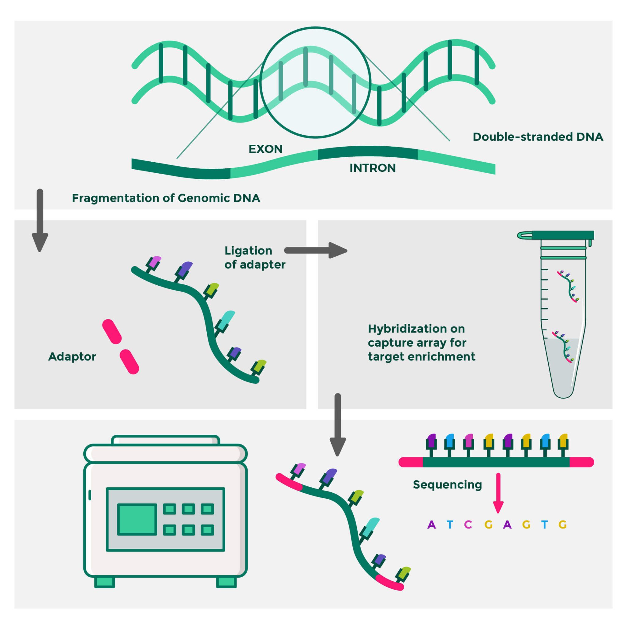 Whole Exome Sequencing What You Need To Know