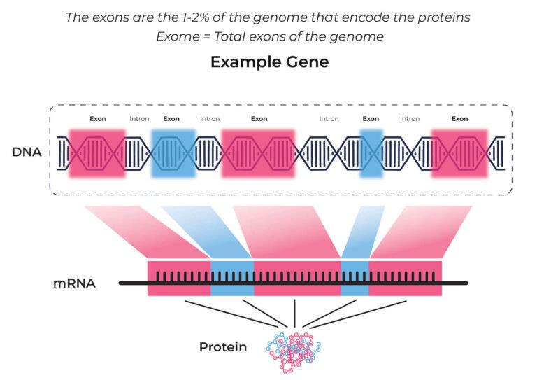 Whole Exome Sequencing: What You Need To Know