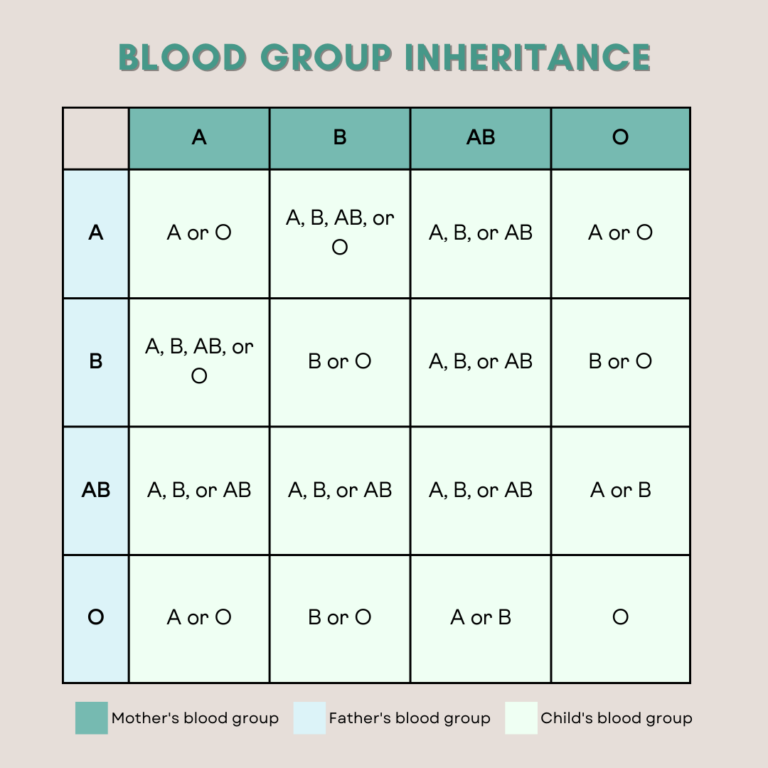 O Blood Type Diet: Does It Really Work?