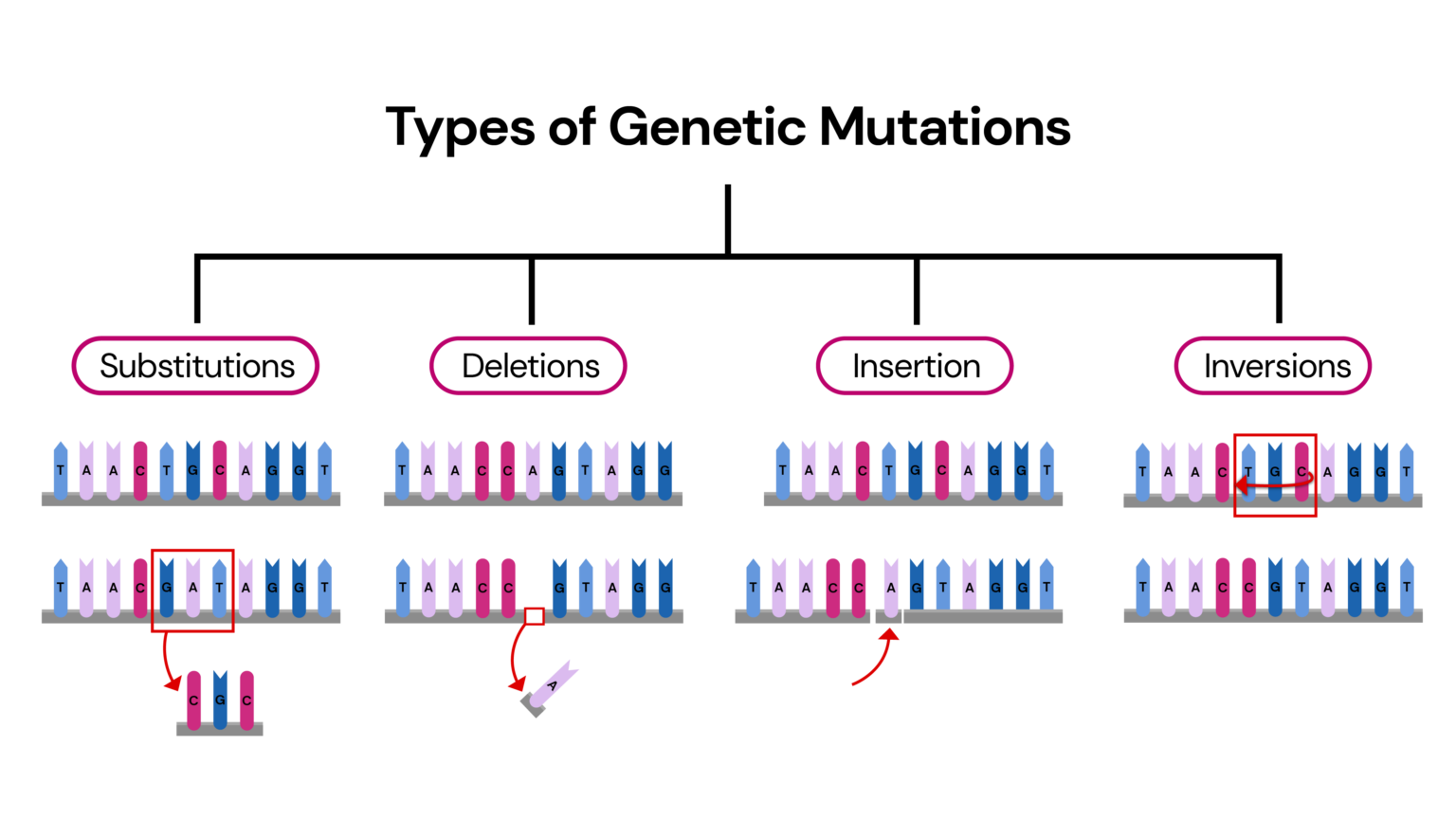 MTHFR Gene Mutations Explained: Symptoms, Risks & Testing Guide
