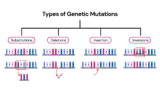 MTHFR Gene Mutations Explained: Symptoms, Risks & Testing Guide