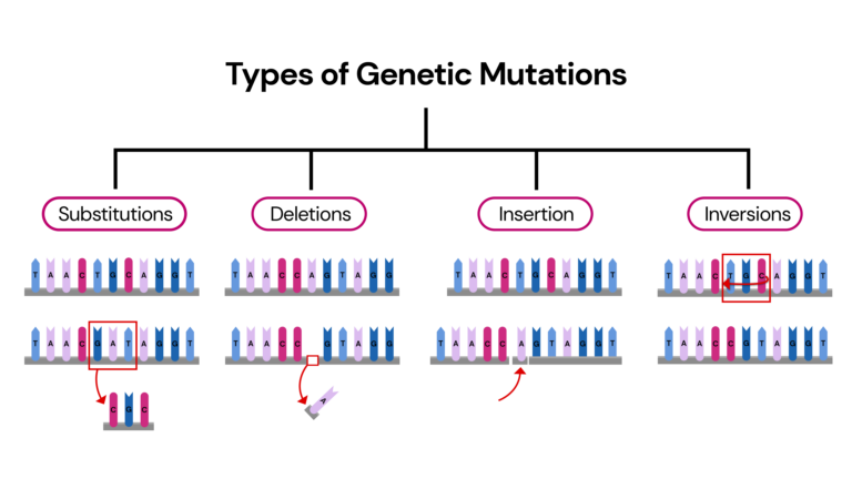 MTHFR Gene Mutations Explained: Symptoms, Risks & Testing Guide MTHFR Gene Mutations Explained: Symptoms, Risks & Testing Guide