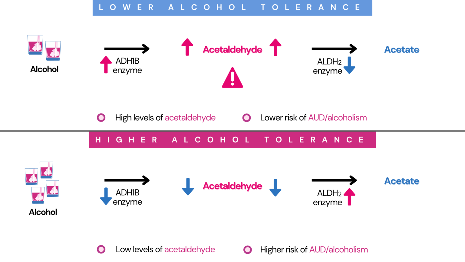 Is Alcohol Tolerance Genetic? And Why It Could Be Dangerous