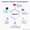 Selenium Benefits For Women: Top 7 According To Science