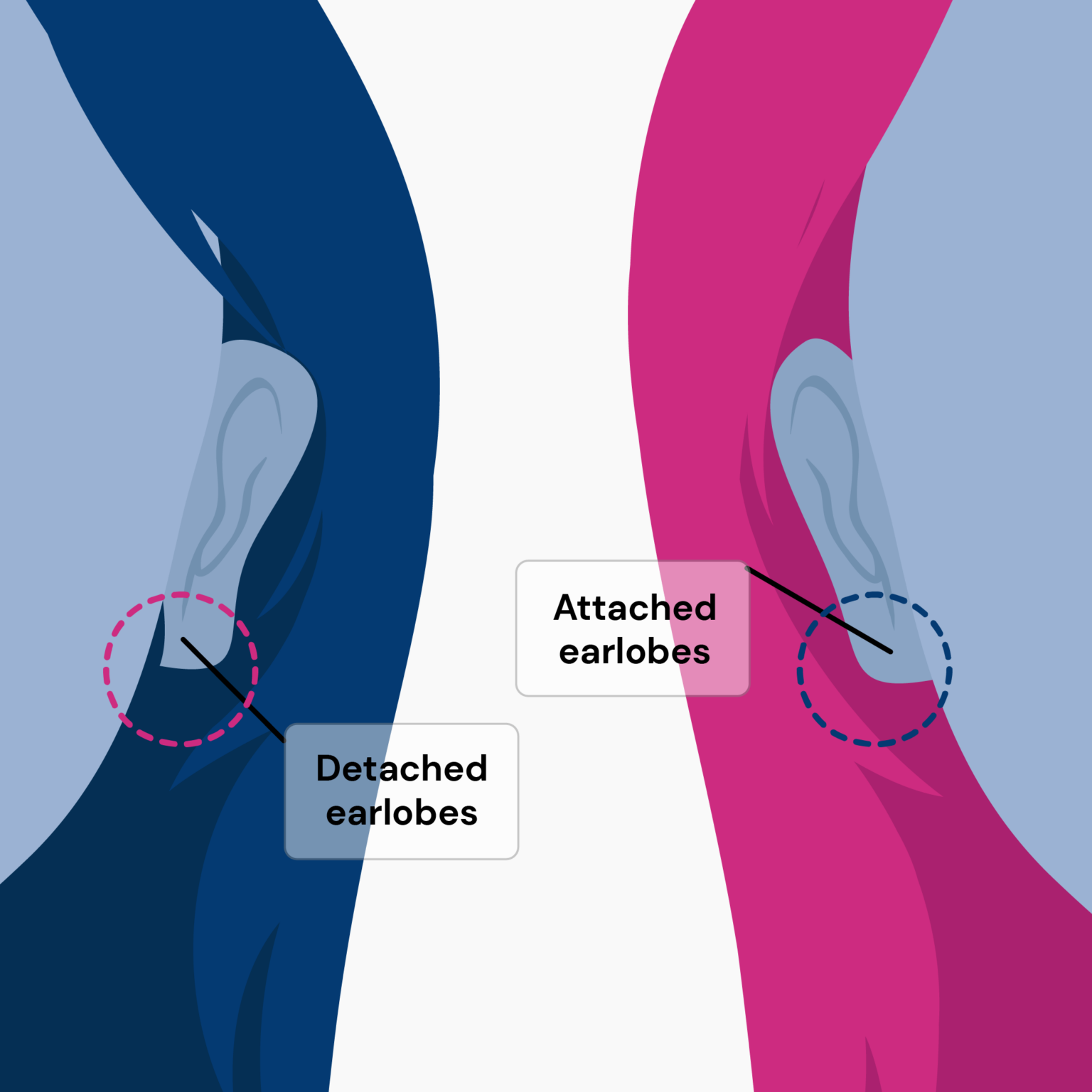 Attached Earlobes: A Closer Look At The Trait And Its Origins - Xcode Life