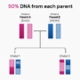 How Much DNA Do Siblings Share And What Does It Signify?