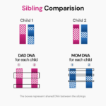 How Much DNA Do Siblings Share And What Does It Signify?