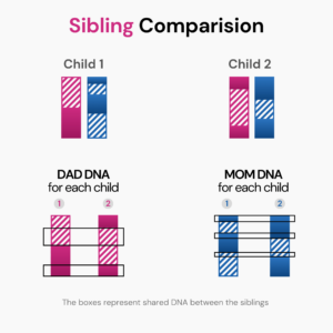 How Much DNA Do Siblings Share And What Does It Signify?