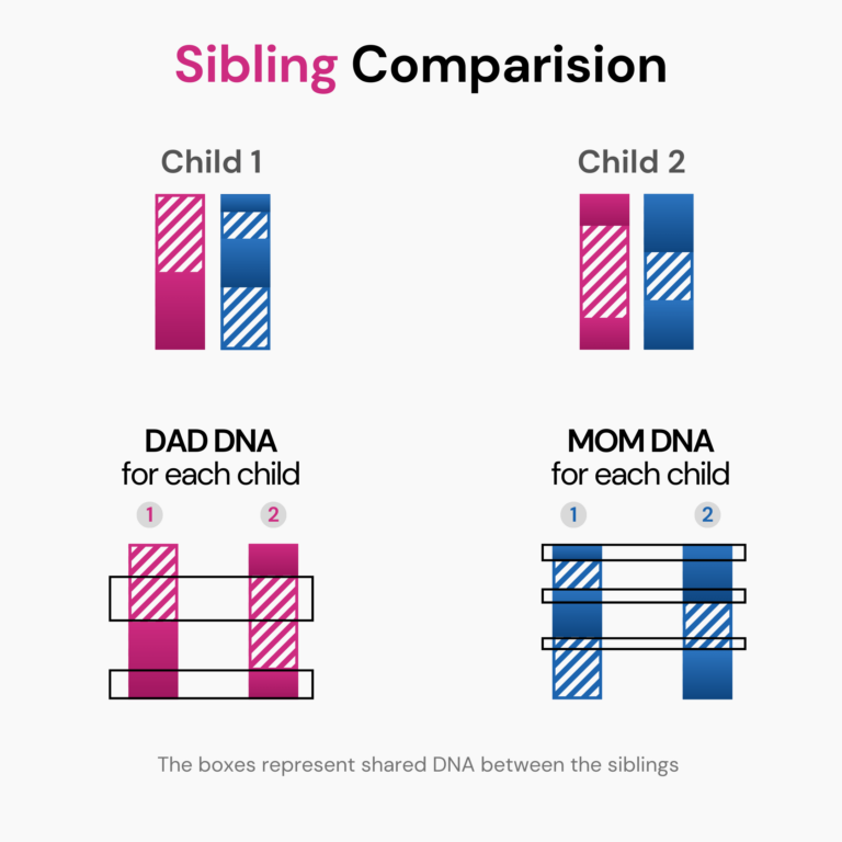 How Much DNA Do Siblings Share And What Does It Signify?