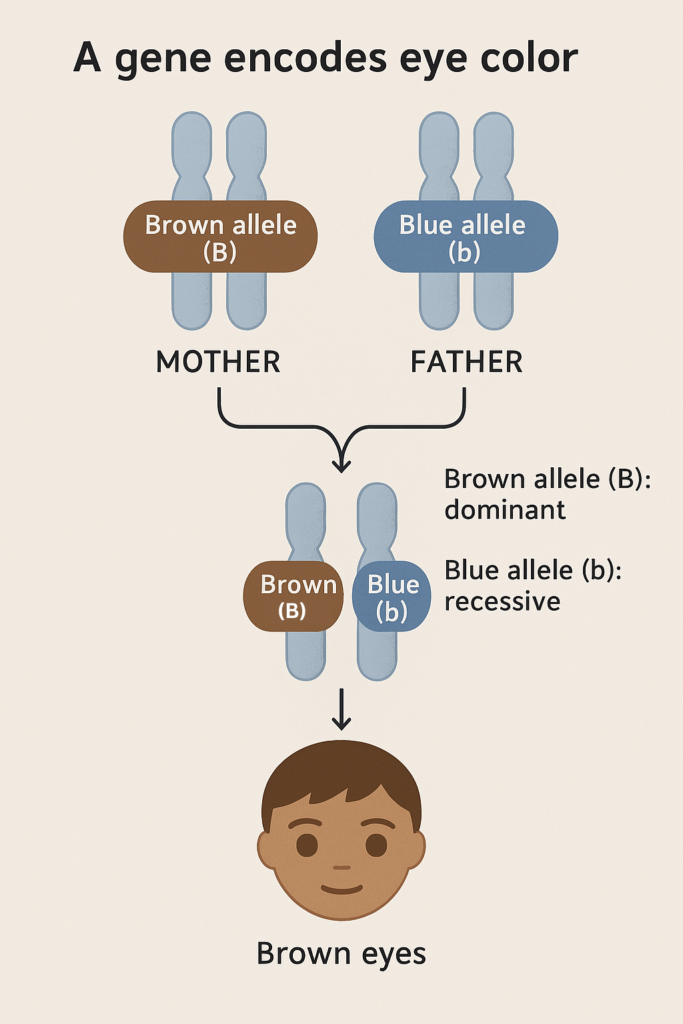 What Is The Difference Between Genotype And Phenotype? - Xcode Life